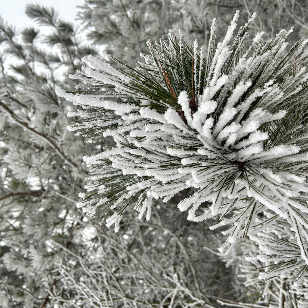 Secret to Sustainable Weight Loss: Guide to Keeping Your Healthy Resol ...